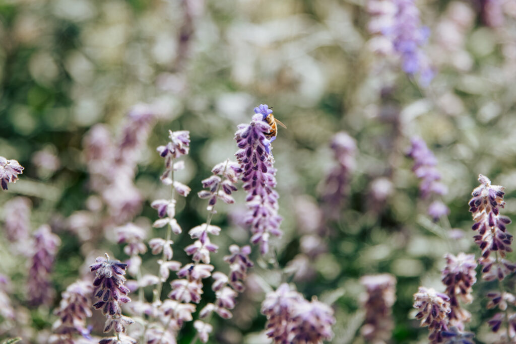 Superbloom Landscape Architecture - Denver, CO